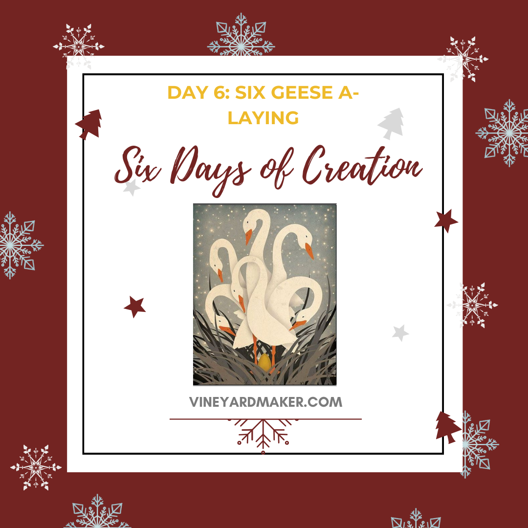 Day 6: Six Geese A-Laying – Six Days of Creation - Vineyardmaker